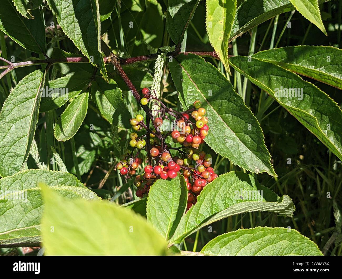 red-berried elder (Sambucus racemosa Stock Photo - Alamy