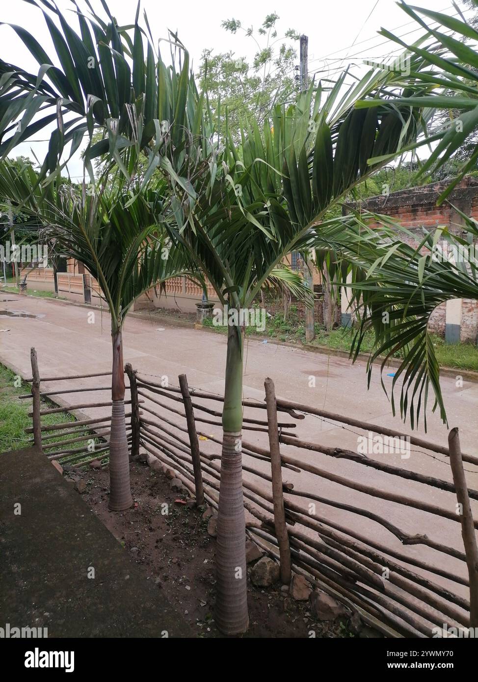 Adonidia merrillii manila palm hi-res stock photography and images - Alamy