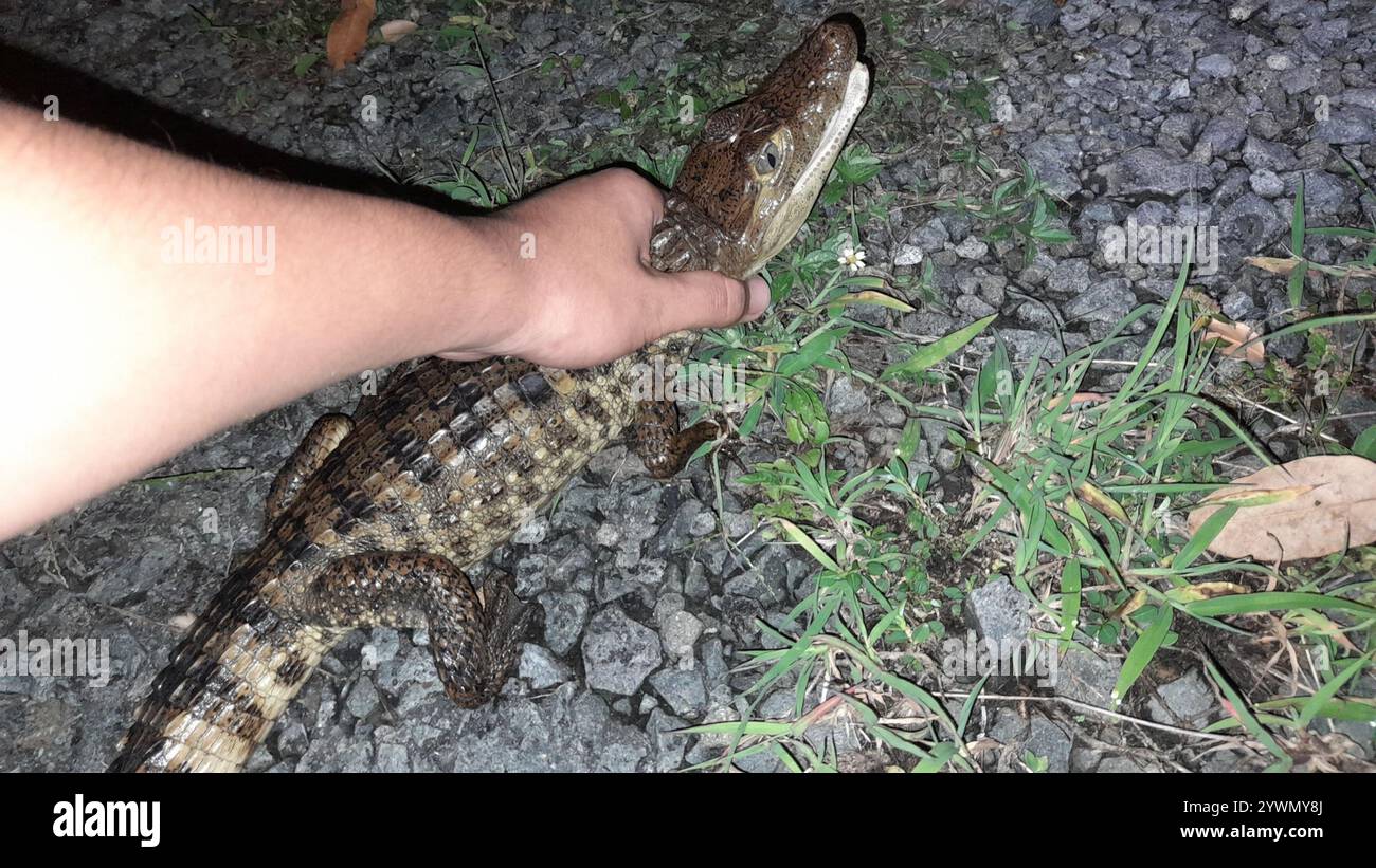 Brown Caiman (Caiman crocodilus fuscus Stock Photo - Alamy