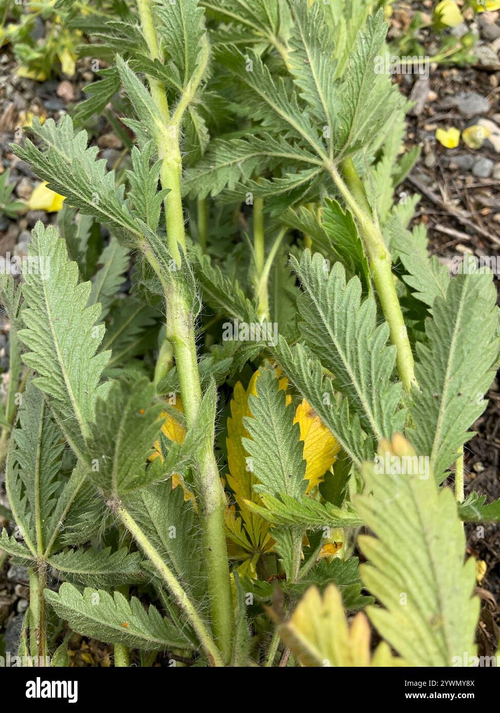 sulphur cinquefoil (Potentilla recta Stock Photo - Alamy