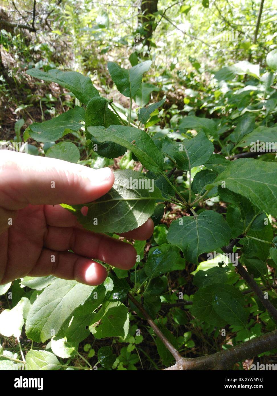 European Wild Apple (Malus sylvestris Stock Photo - Alamy