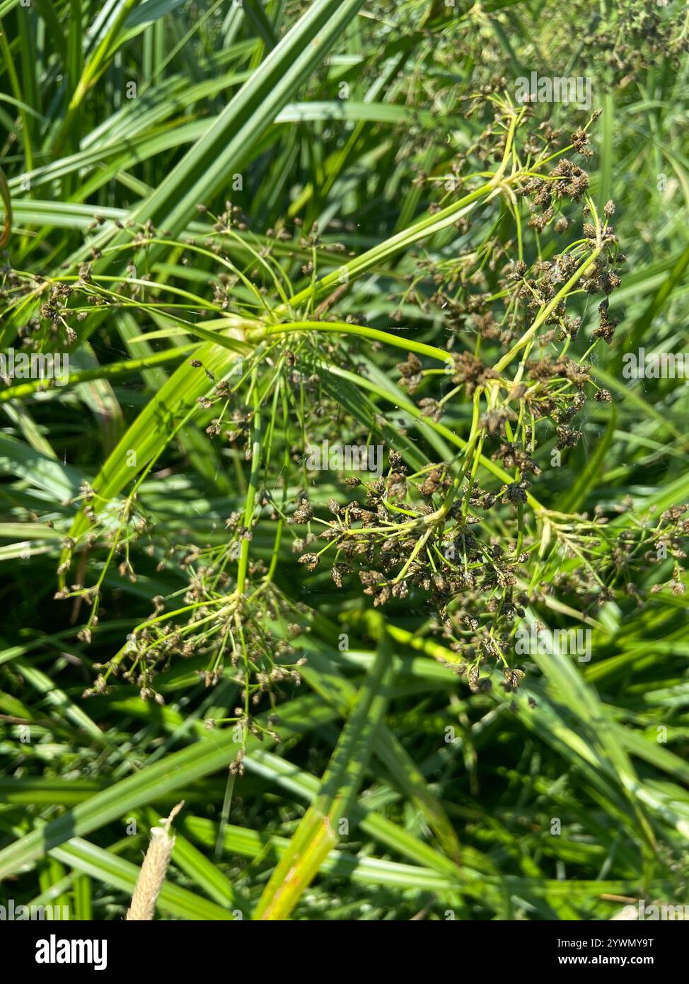Wood Club-rush (Scirpus sylvaticus Stock Photo - Alamy