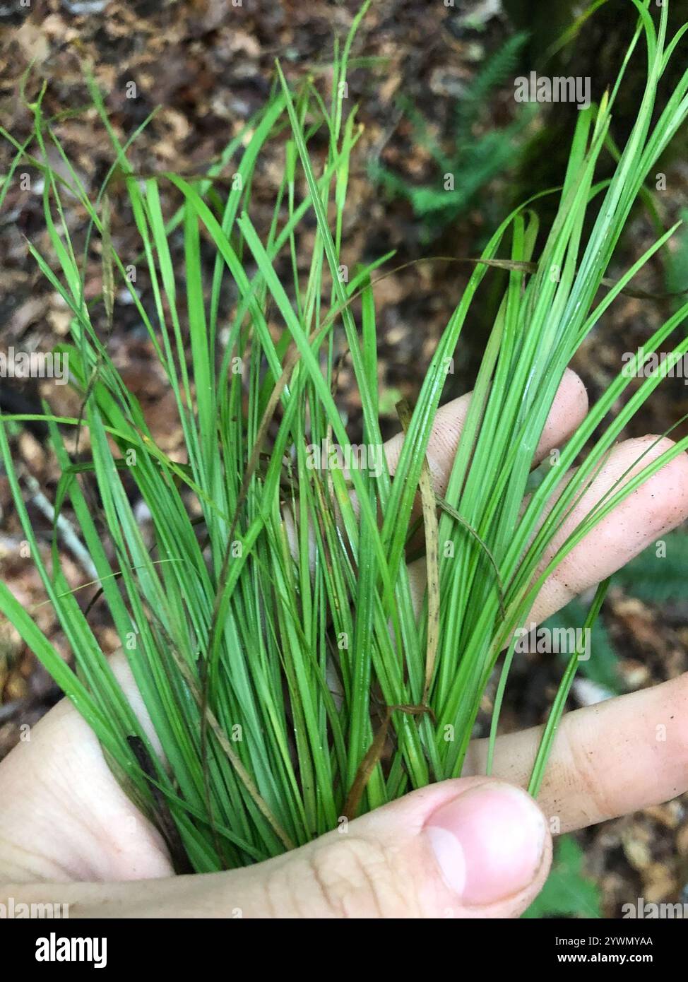 Long Stalk Woodland Sedge (Carex digitalis macropoda Stock Photo - Alamy