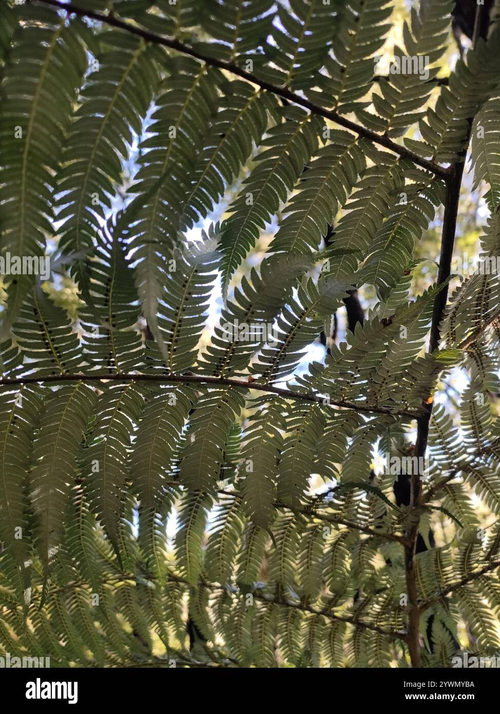 silver fern (Cyathea dealbata Stock Photo - Alamy