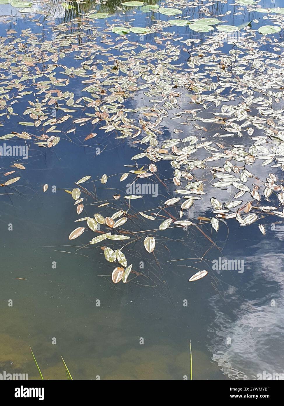 floating-leaved pondweed (Potamogeton natans Stock Photo - Alamy