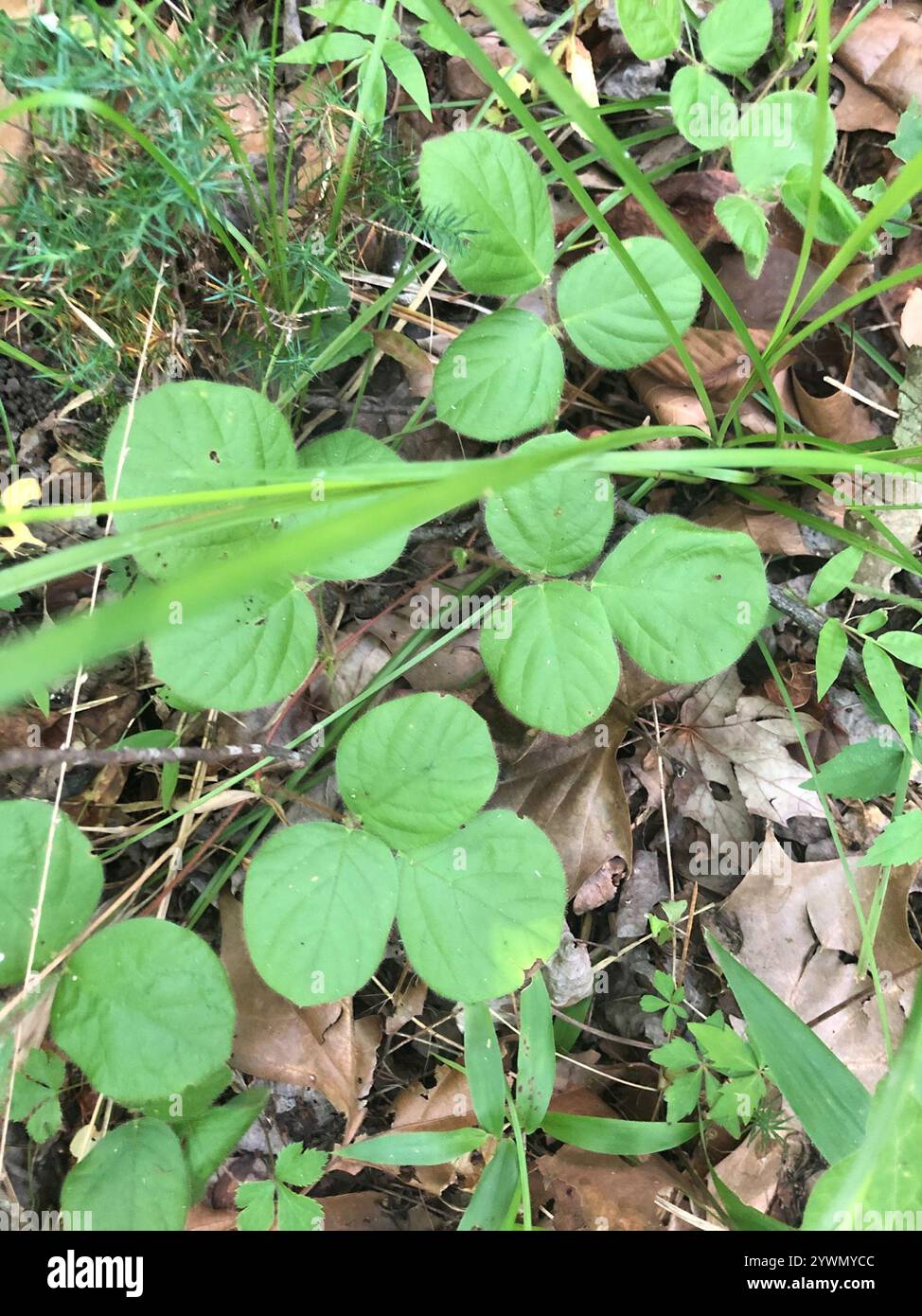 Round-leaved Trailing Tick-trefoil (Desmodium rotundifolium Stock Photo ...