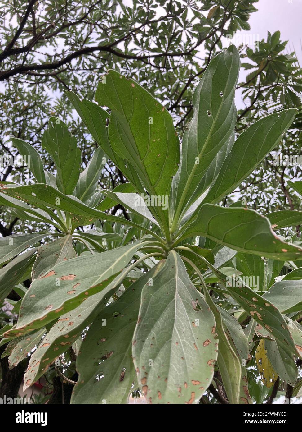 tree heliotrope (Heliotropium arboreum Stock Photo - Alamy