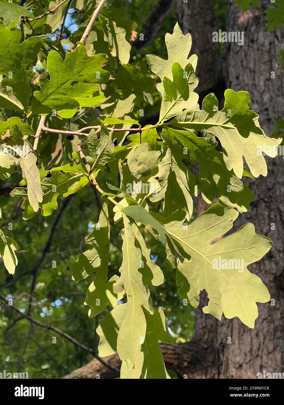 white oak (Quercus alba Stock Photo - Alamy