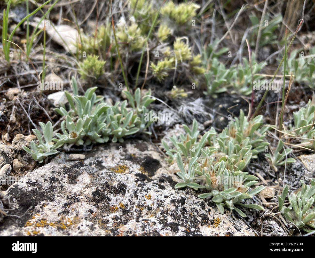 Low Pussytoes (Antennaria dimorpha Stock Photo - Alamy