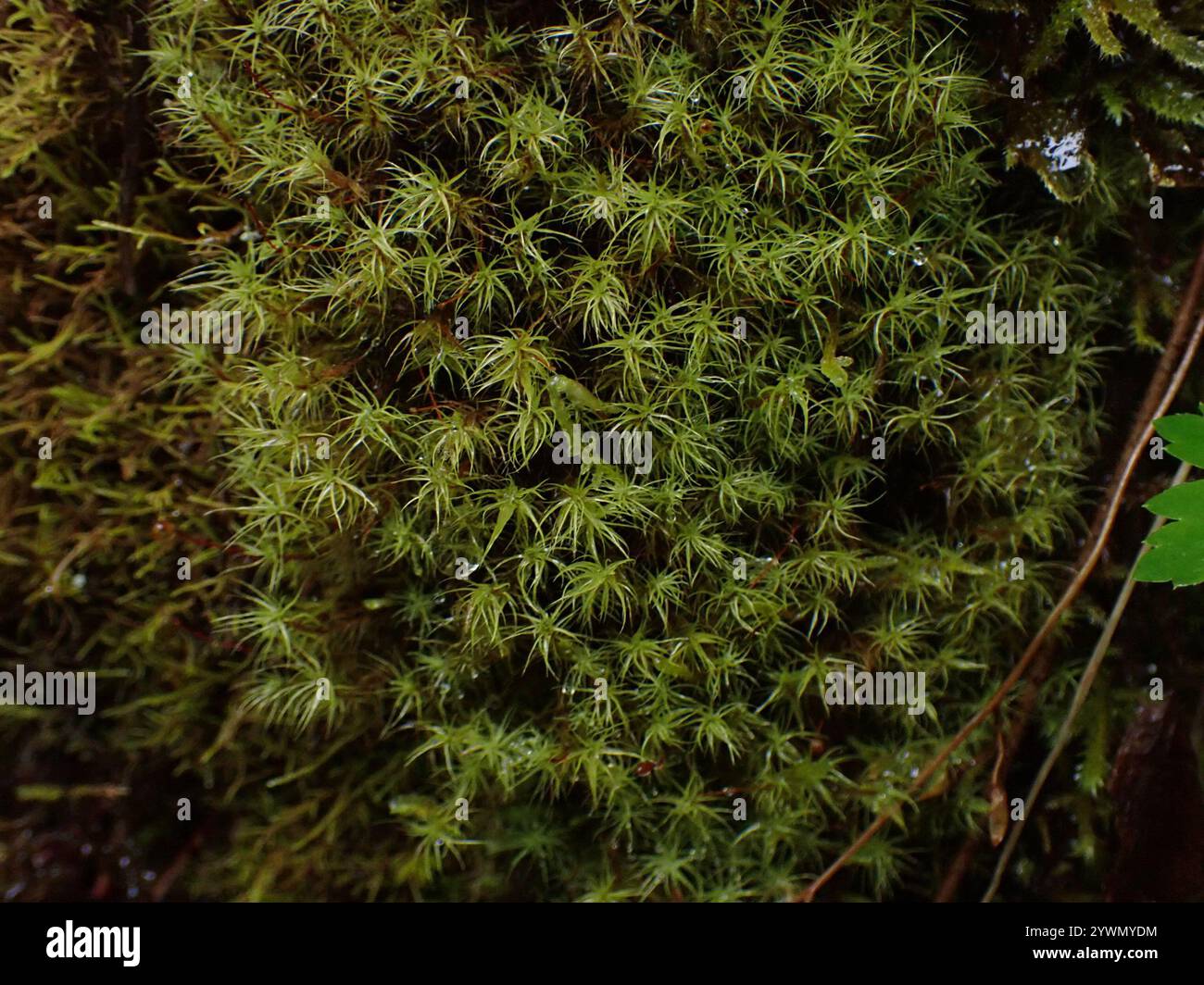 Common Apple-moss (Bartramia pomiformis Stock Photo - Alamy