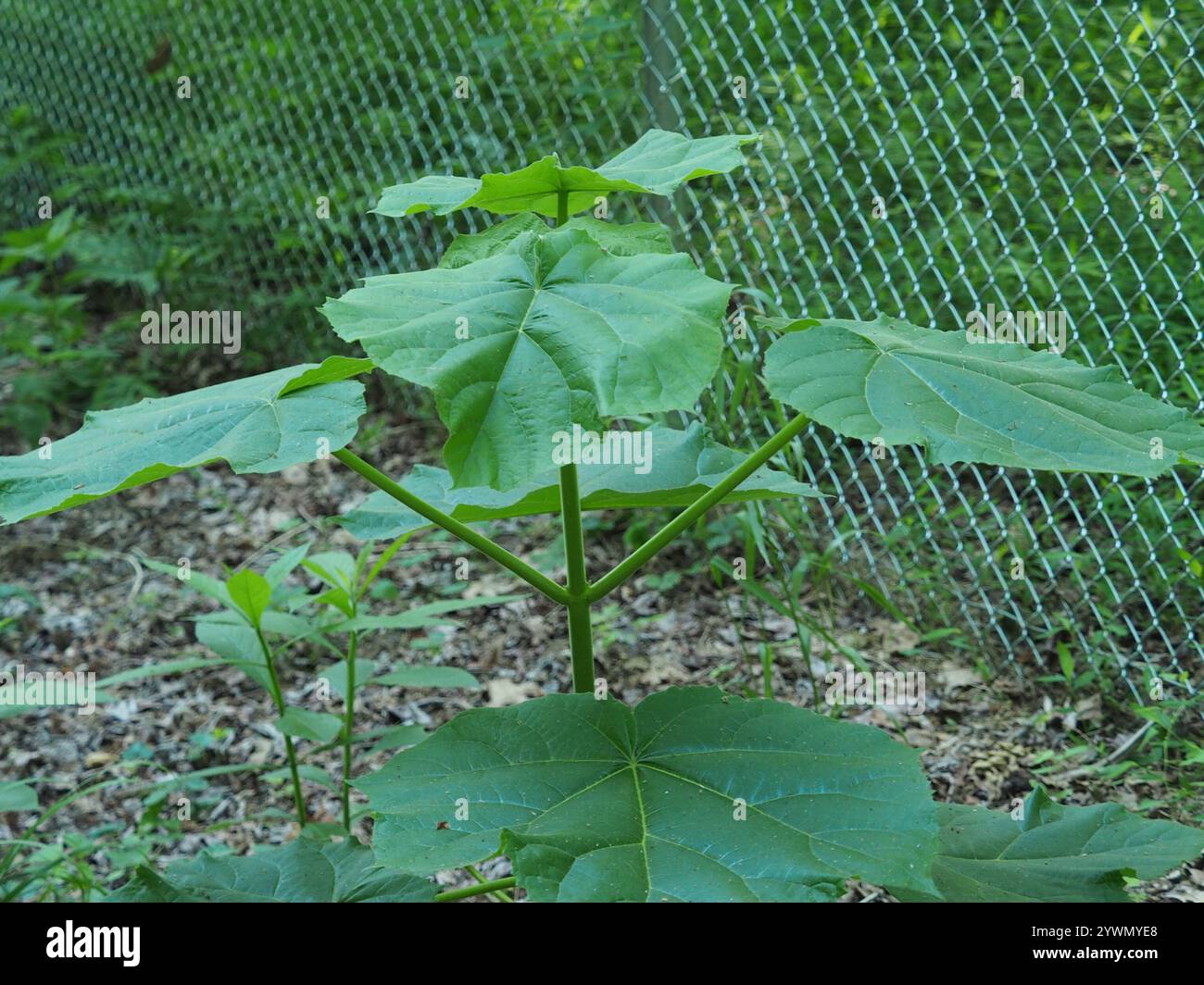 princess tree (Paulownia tomentosa Stock Photo - Alamy