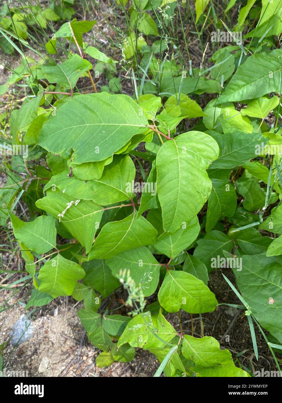 eastern poison ivy (Toxicodendron radicans Stock Photo - Alamy