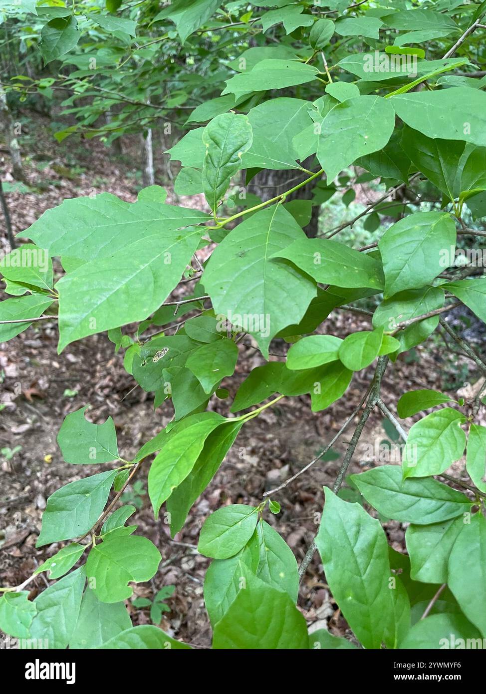 Black Tupelo (Nyssa sylvatica Stock Photo - Alamy