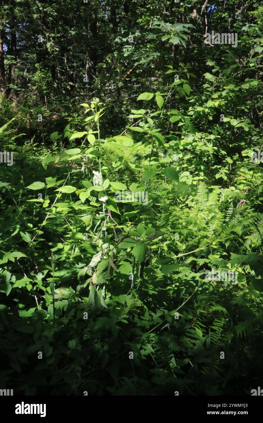 whitebark raspberry (Rubus leucodermis Stock Photo - Alamy