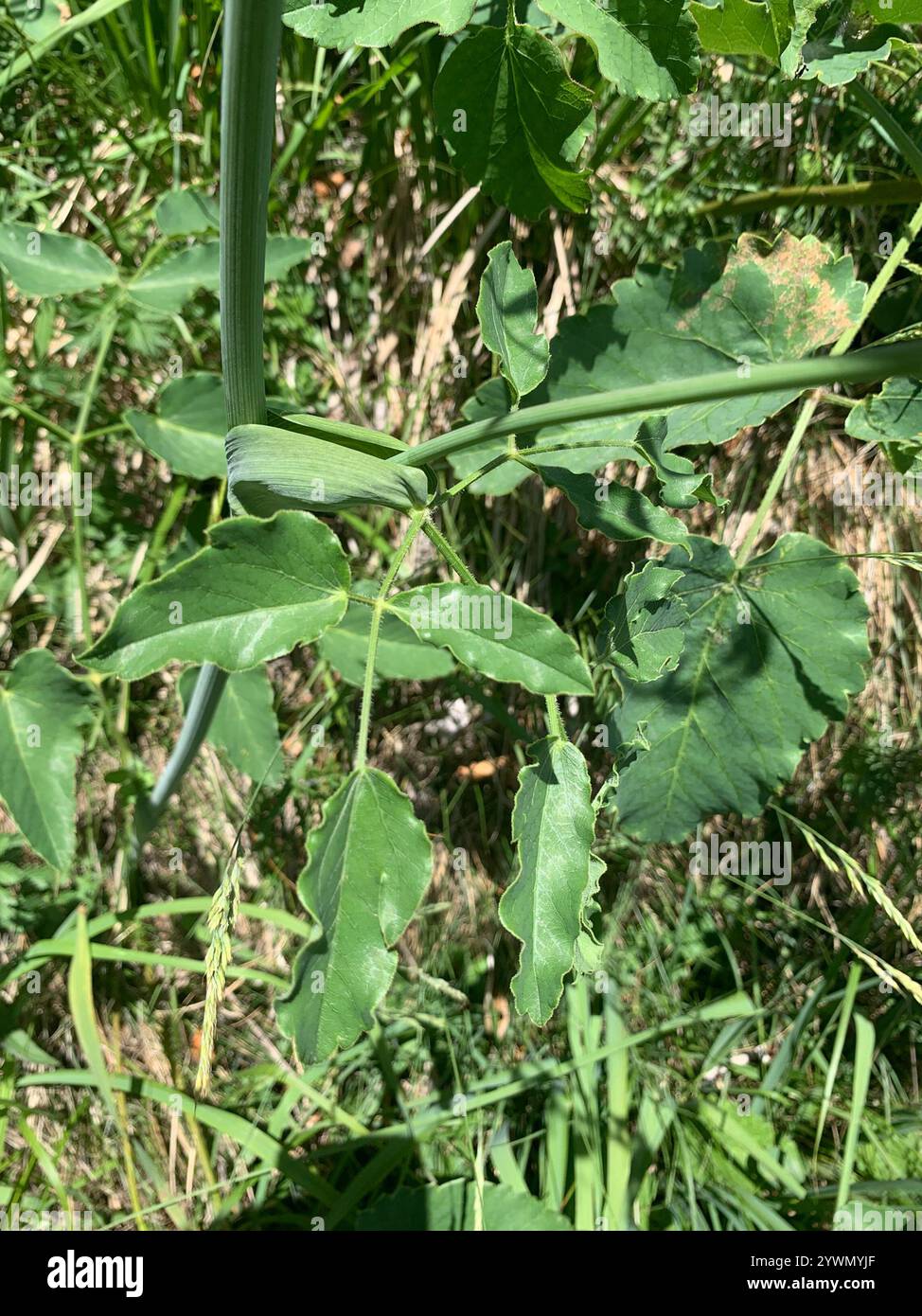 Broad leaved sermountain hi-res stock photography and images - Alamy