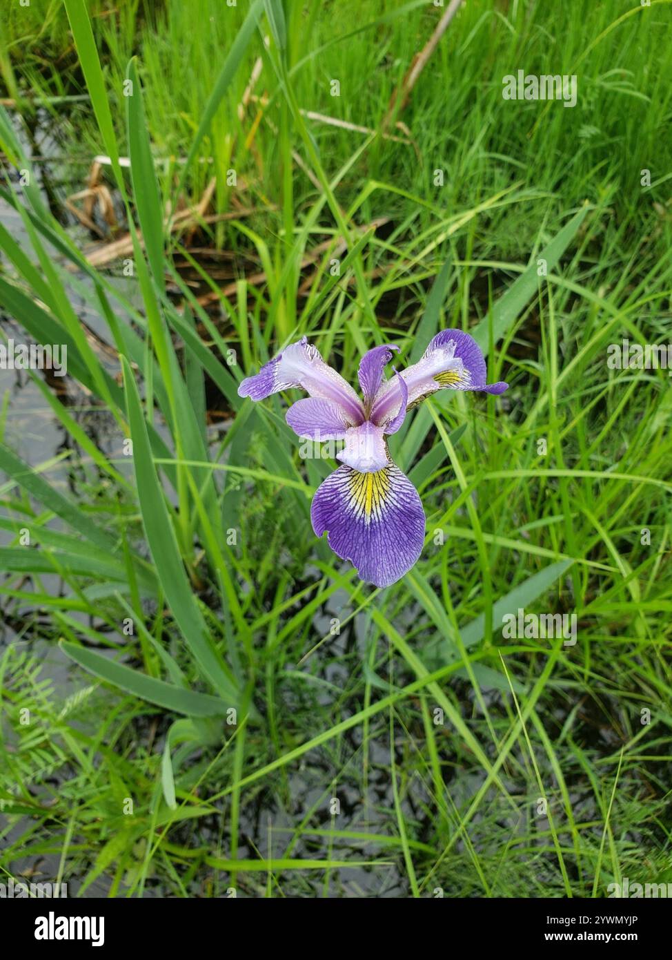 northern blue flag (Iris versicolor Stock Photo - Alamy