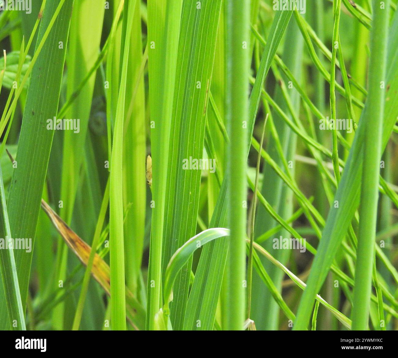 Chlorops hi-res stock photography and images - Alamy