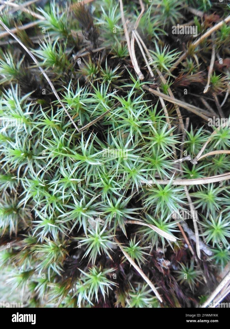juniper haircap moss (Polytrichum juniperinum Stock Photo - Alamy