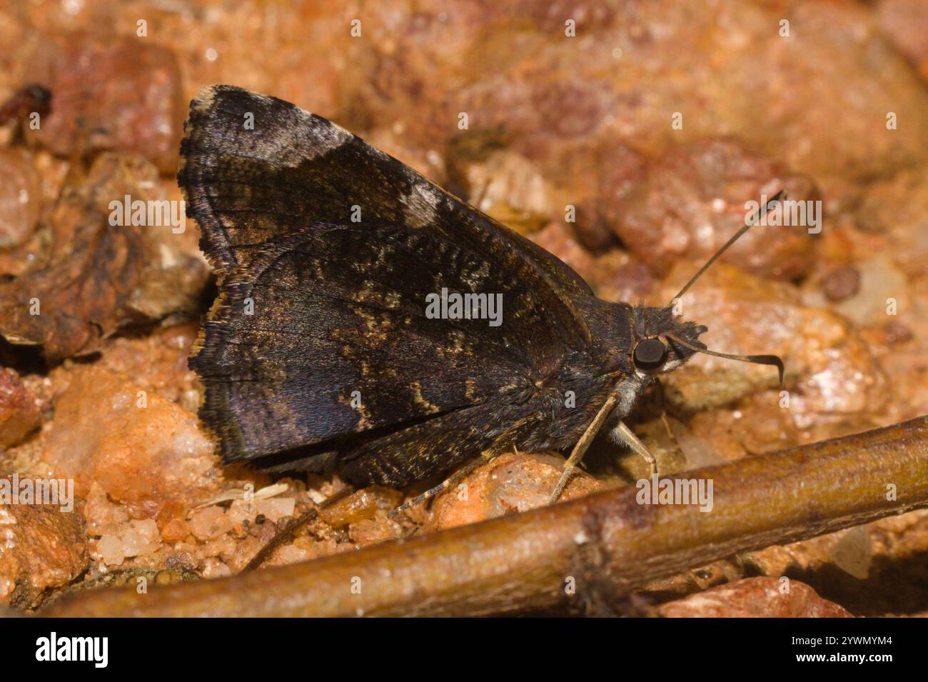 Mimosa Skipper (Cogia calchas Stock Photo - Alamy