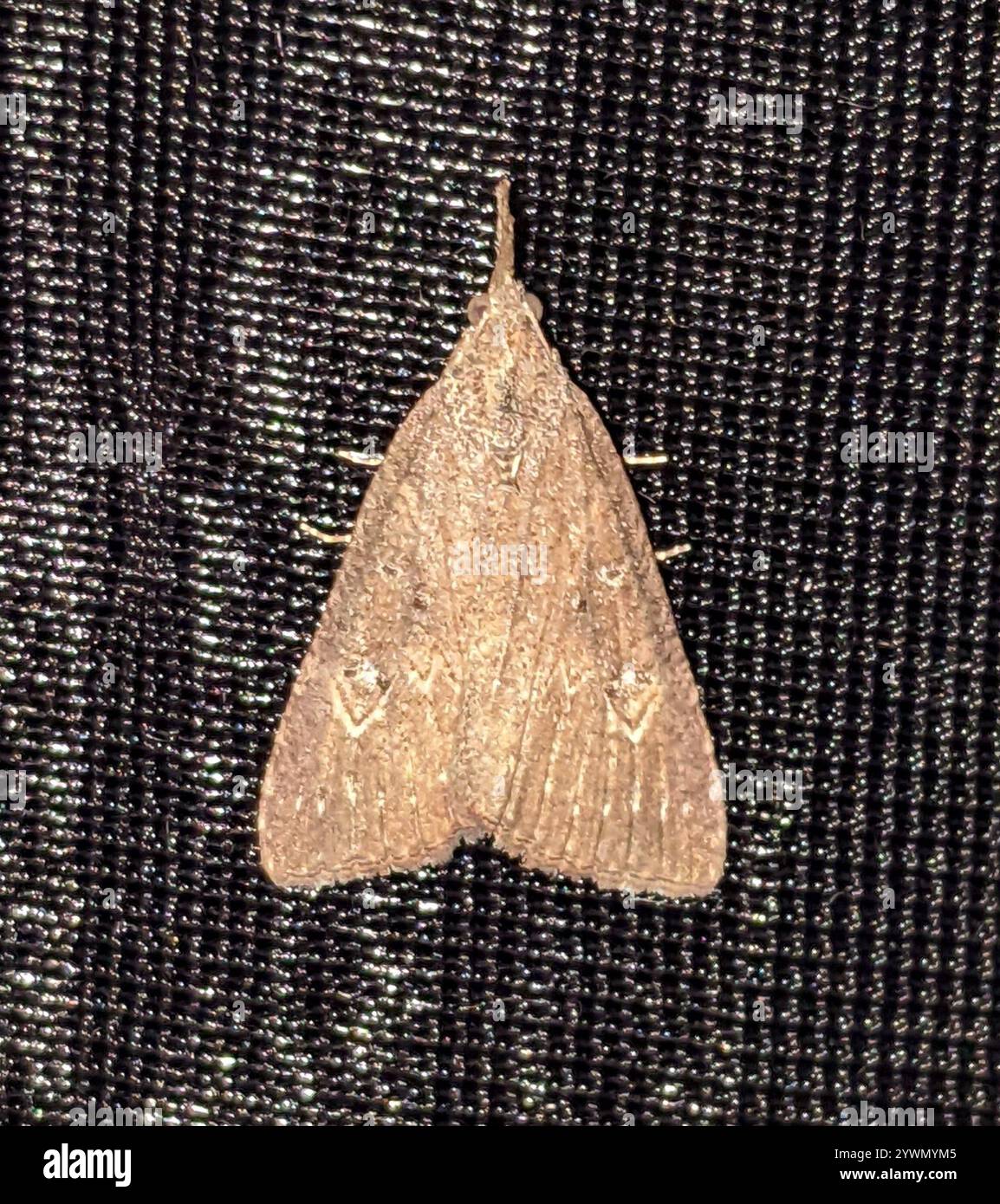 Hop Vine Snout (Hypena humuli Stock Photo - Alamy