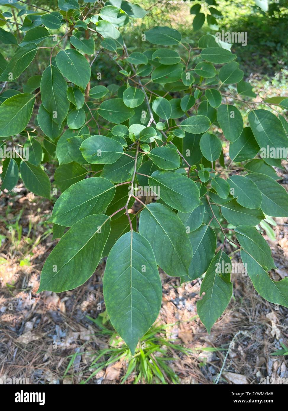 American persimmon (Diospyros virginiana Stock Photo - Alamy