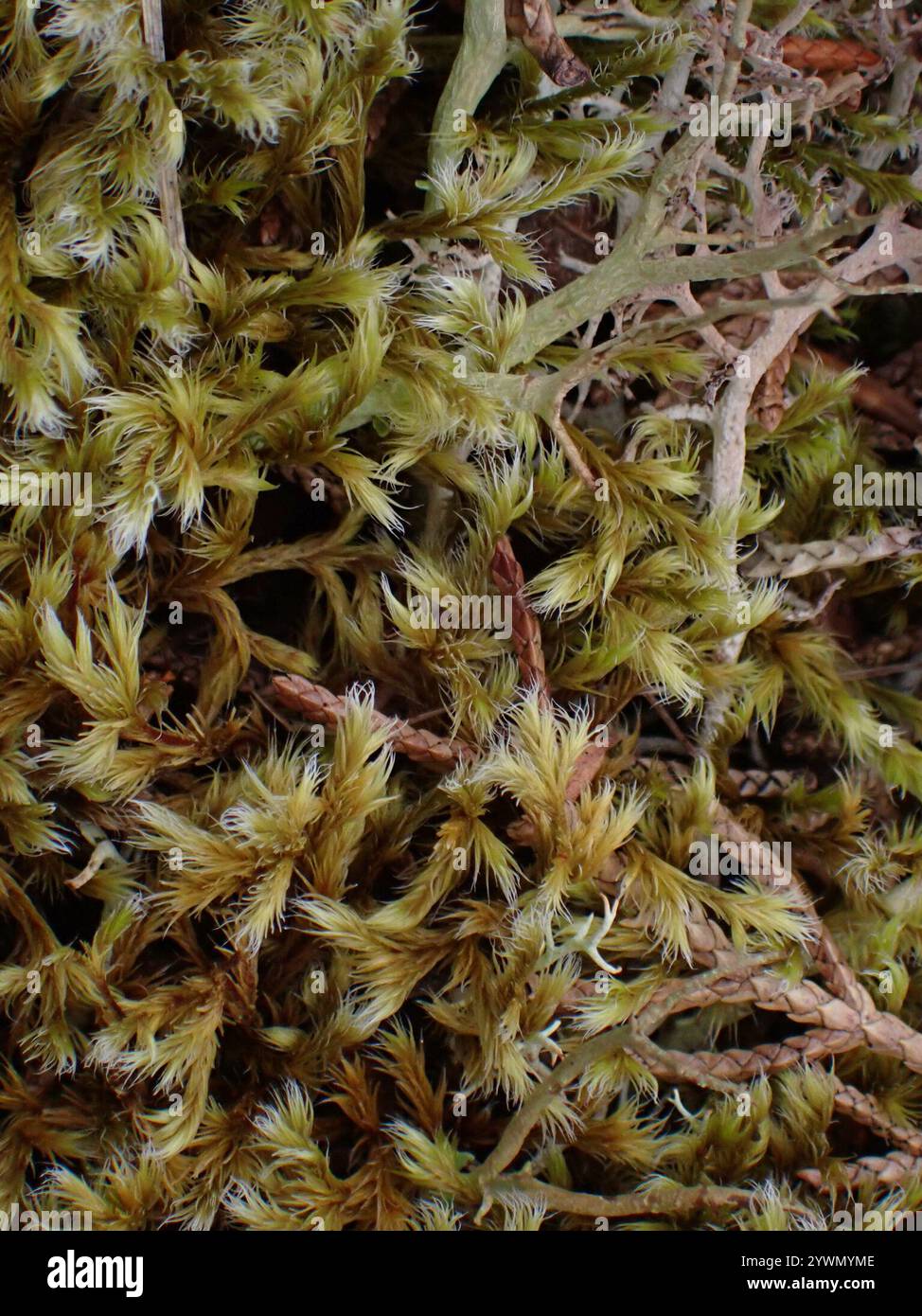 Woolly fringe moss hi-res stock photography and images - Alamy