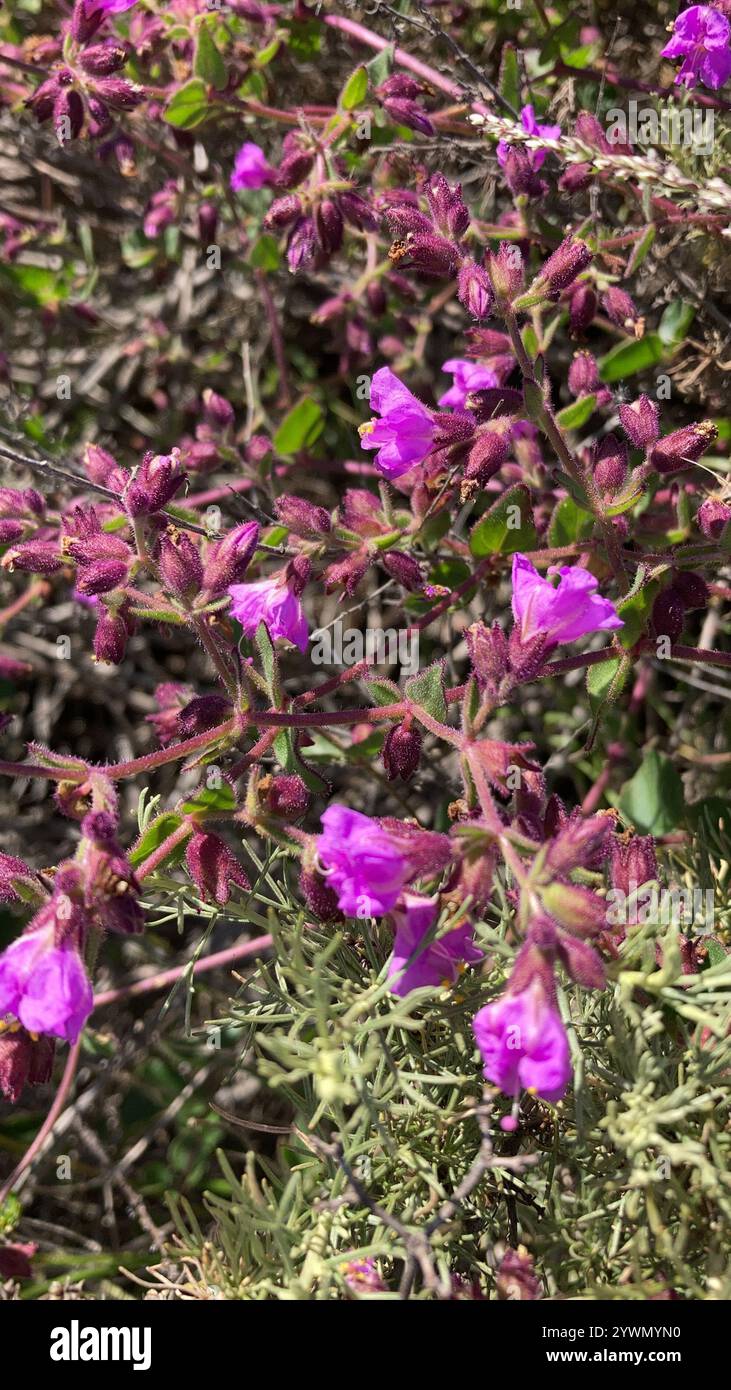 Wishbone Bush (Mirabilis laevis Stock Photo - Alamy