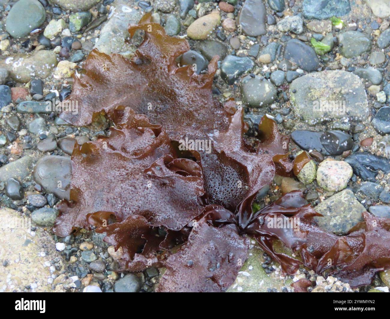 encrusting red algae (Mastocarpus Stock Photo - Alamy