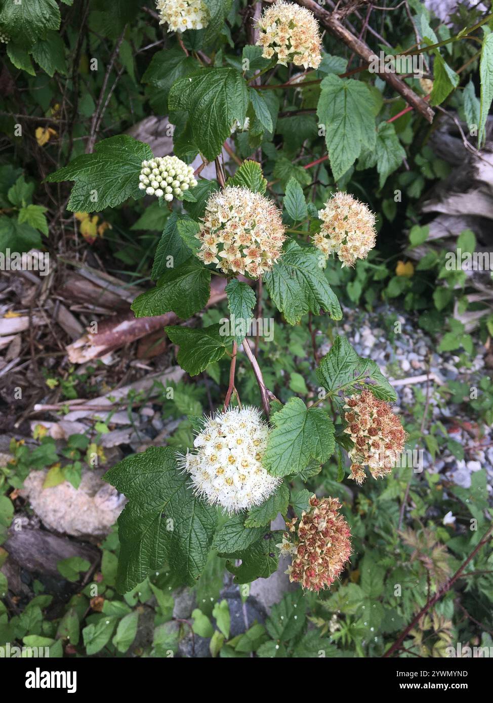 Pacific ninebark (Physocarpus capitatus Stock Photo - Alamy