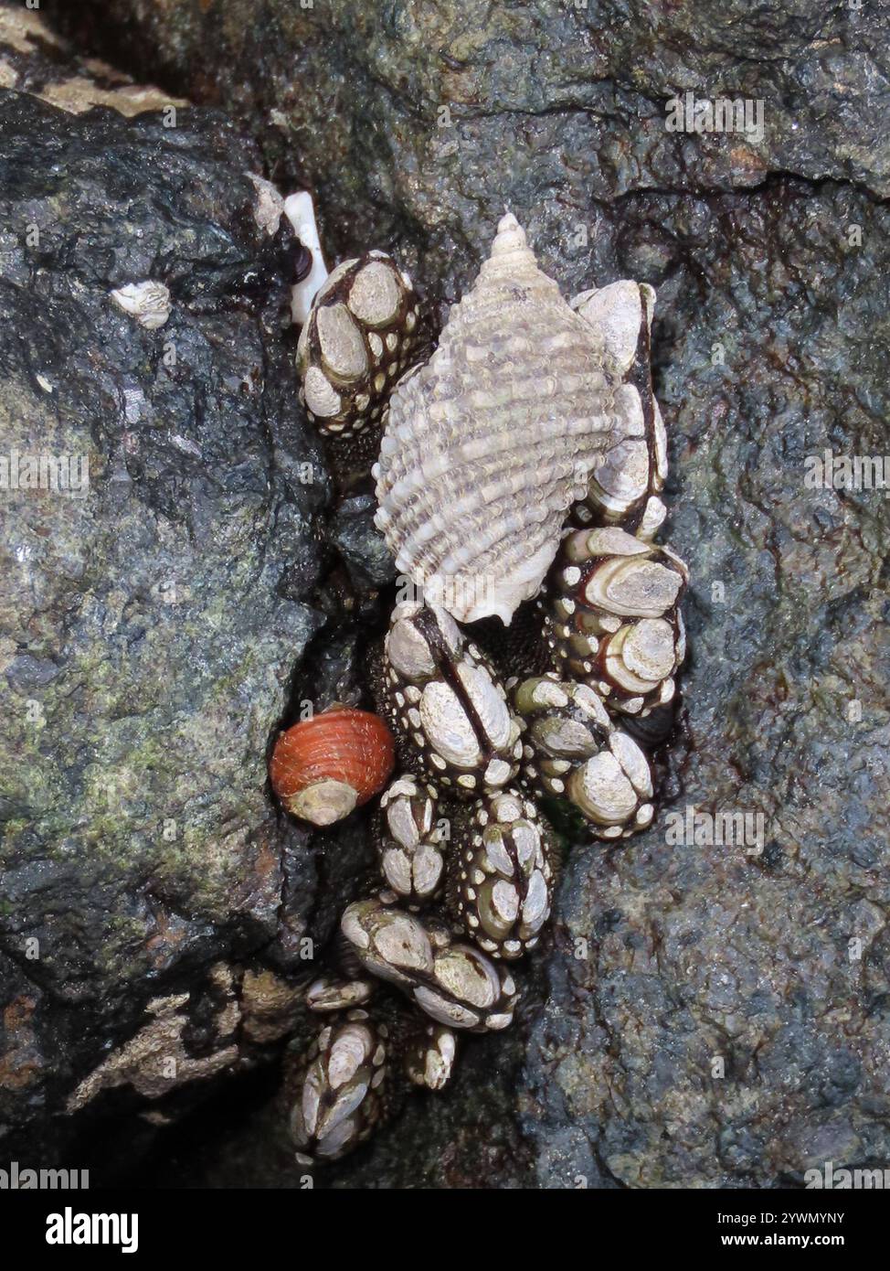 Striped Dogwinkle (Nucella ostrina Stock Photo - Alamy