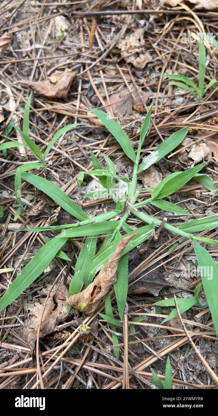 Hairy Crabgrass (Digitaria sanguinalis Stock Photo - Alamy