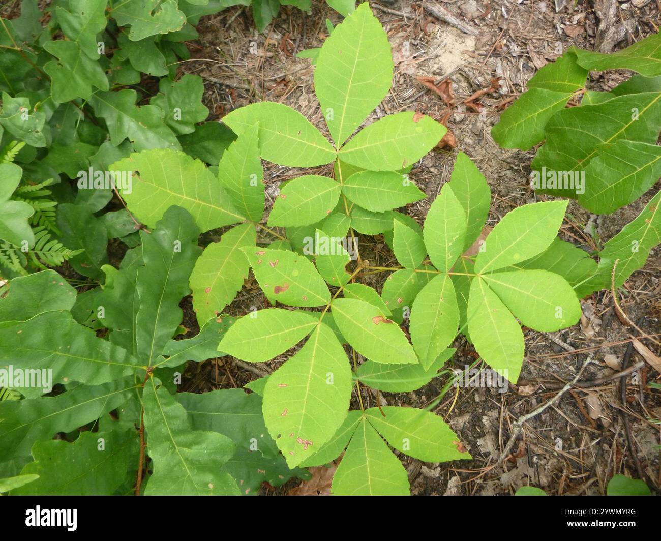 pignut hickory (Carya glabra Stock Photo - Alamy