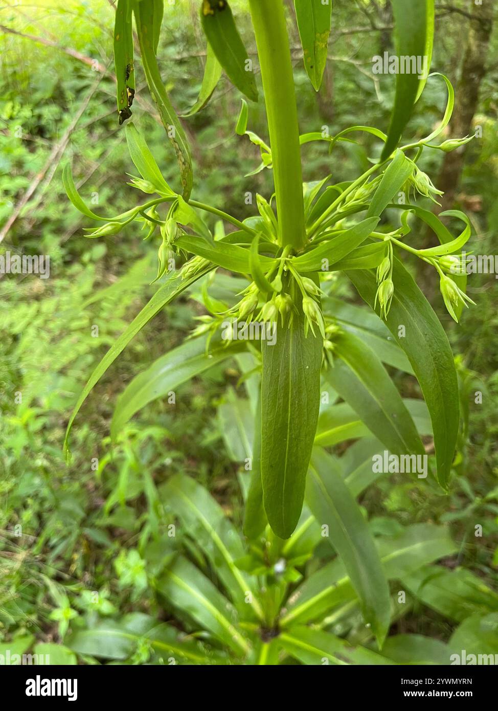 American columbo (Frasera caroliniensis Stock Photo - Alamy