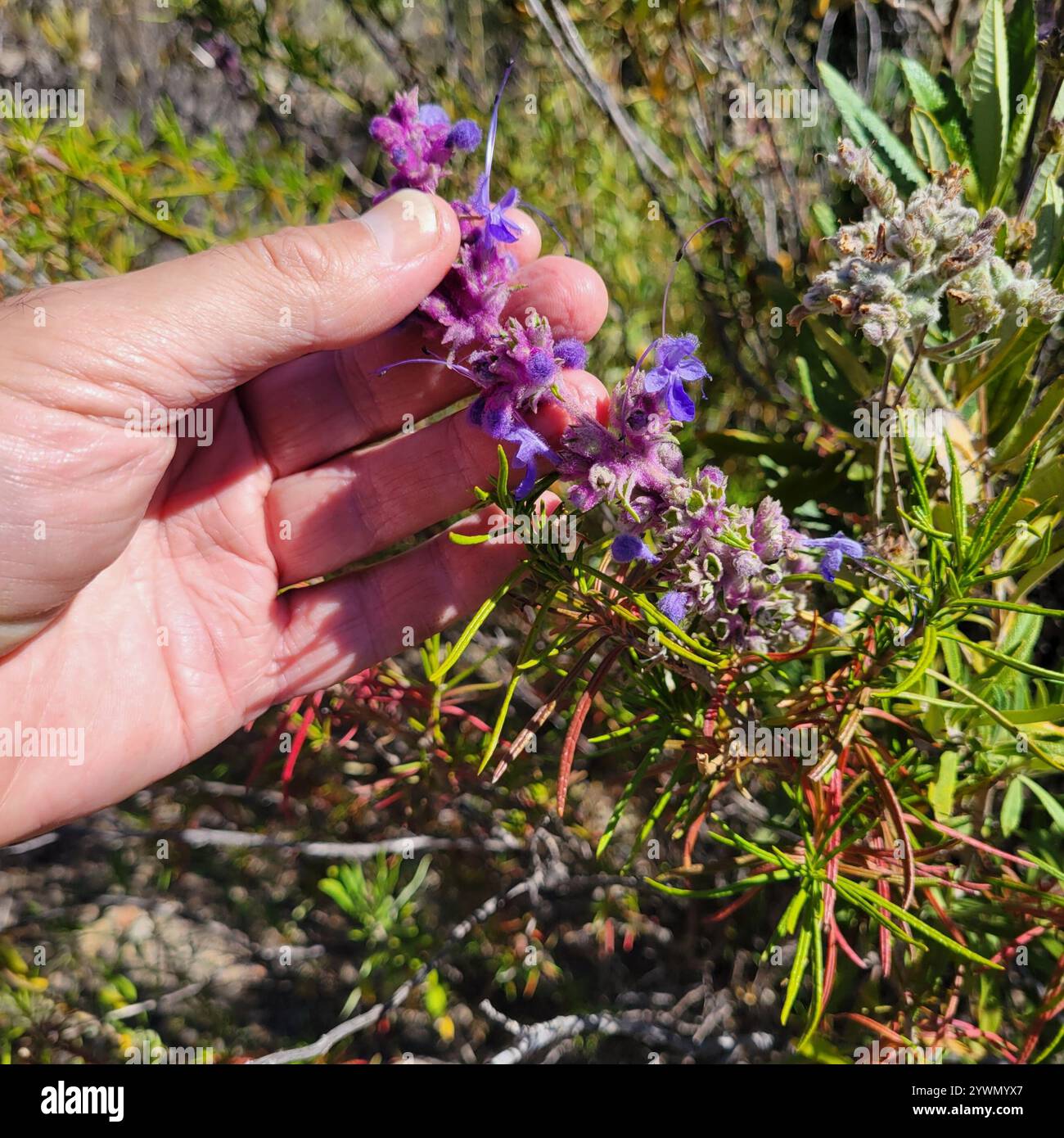 woolly bluecurls (Trichostema lanatum Stock Photo - Alamy