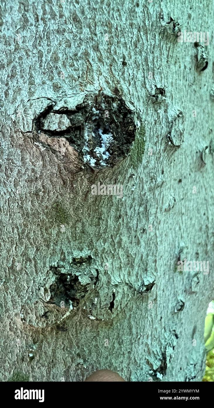 Beech Scale (Cryptococcus fagisuga Stock Photo - Alamy