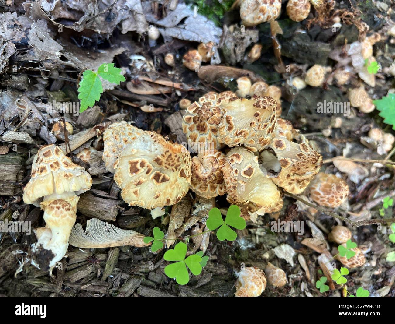 scaly ink cap (Coprinopsis variegata Stock Photo - Alamy