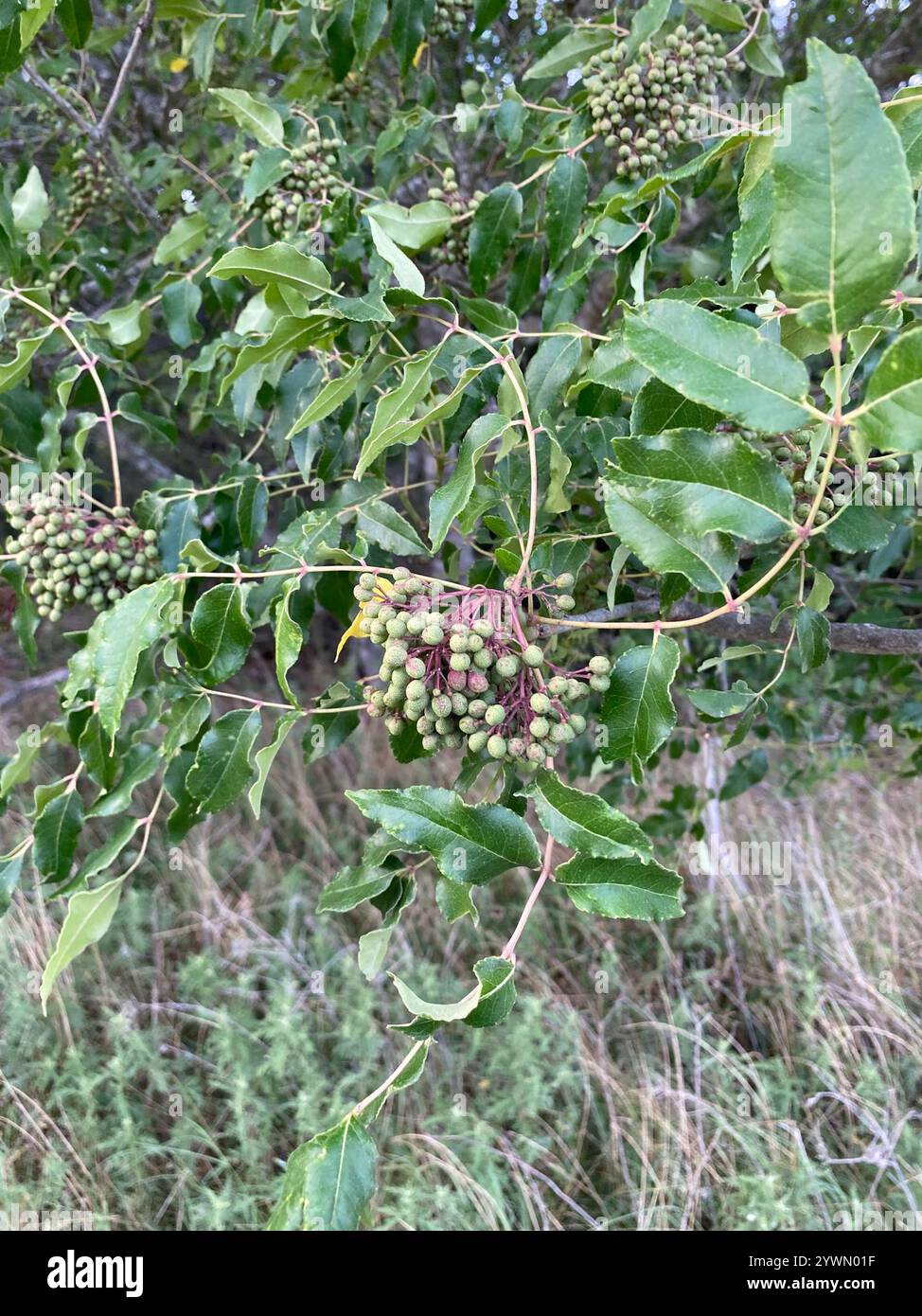 Hercules' club (Zanthoxylum clava-herculis Stock Photo - Alamy
