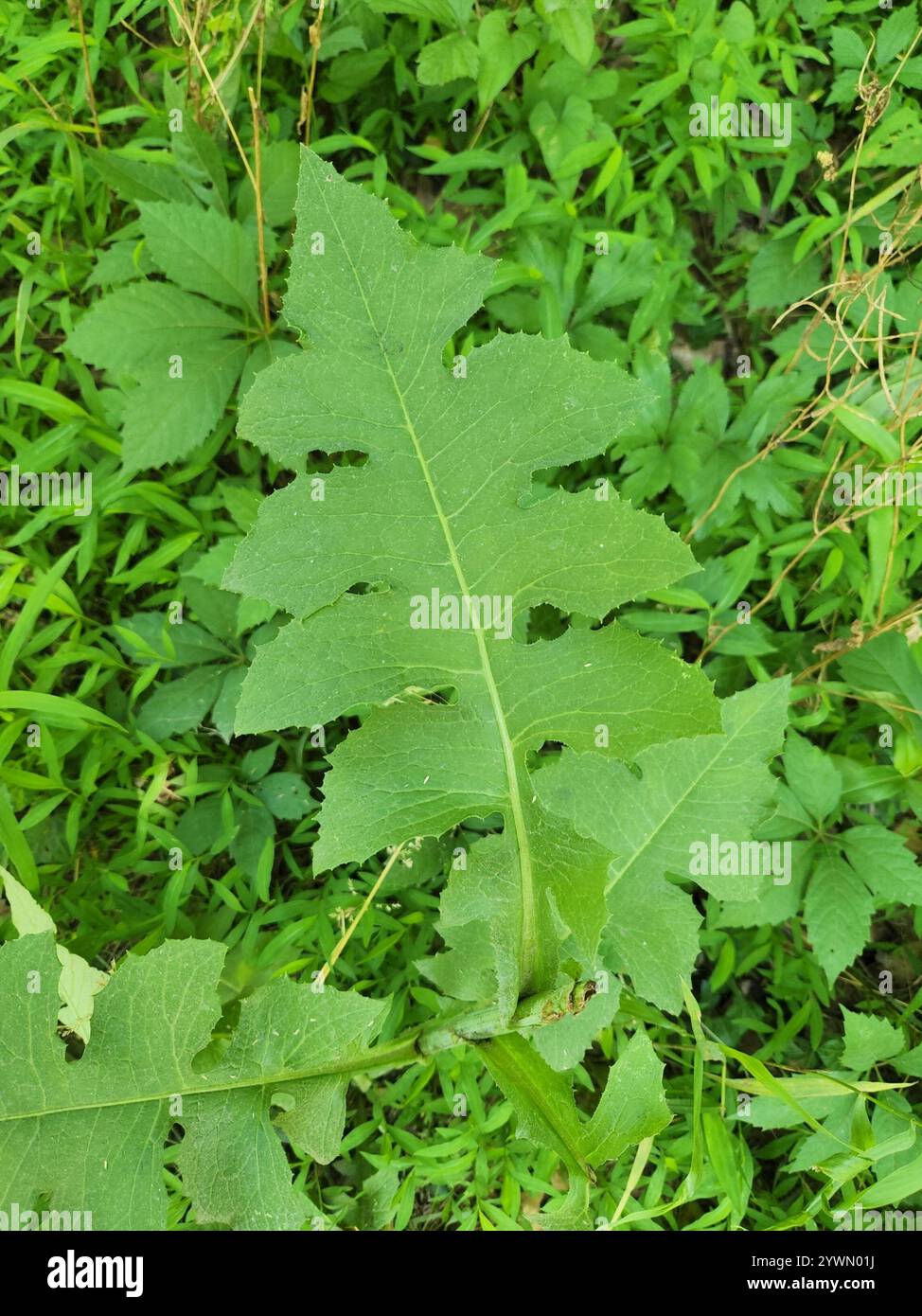 tall blue lettuce (Lactuca biennis Stock Photo - Alamy