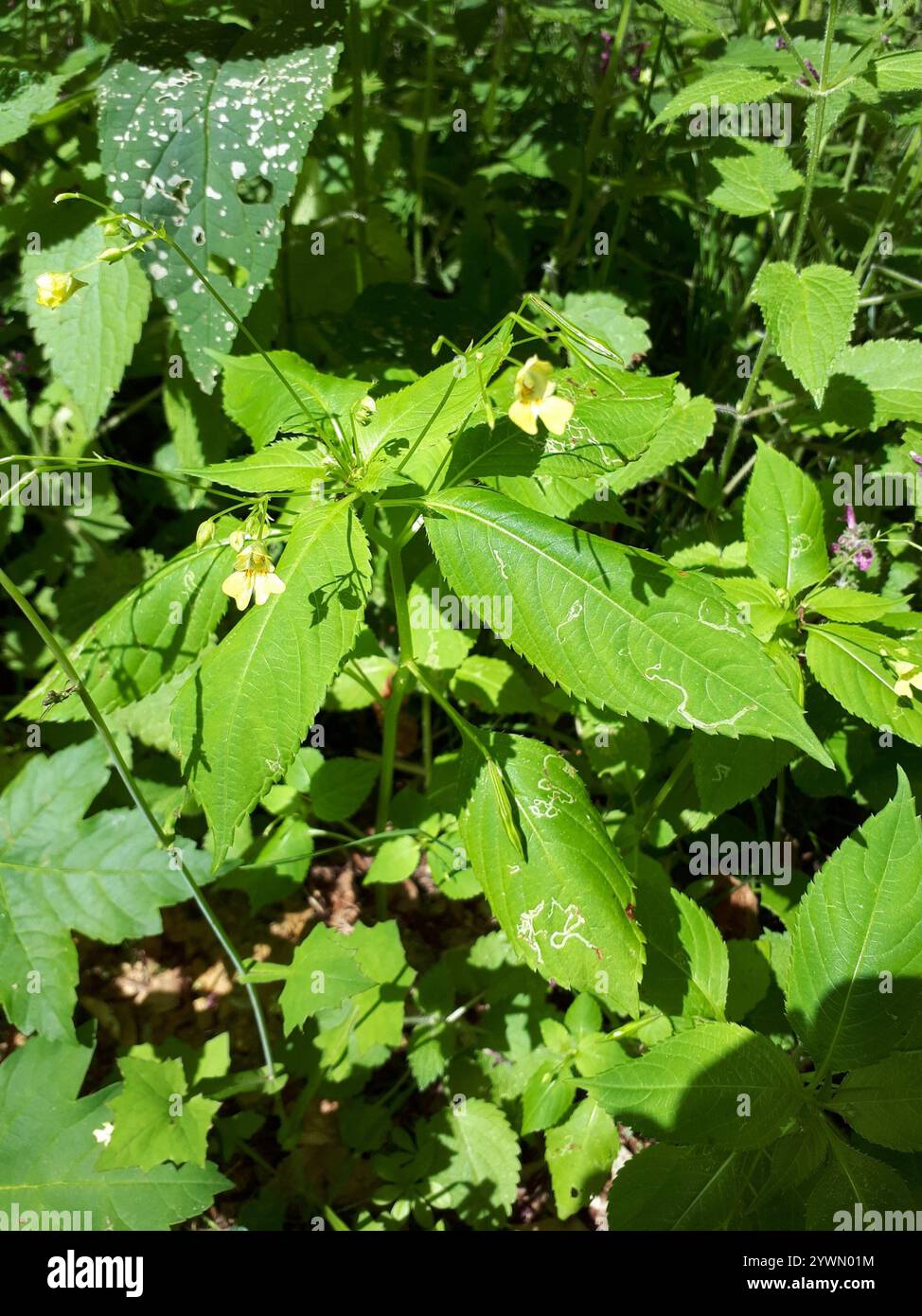 small balsam (Impatiens parviflora Stock Photo - Alamy