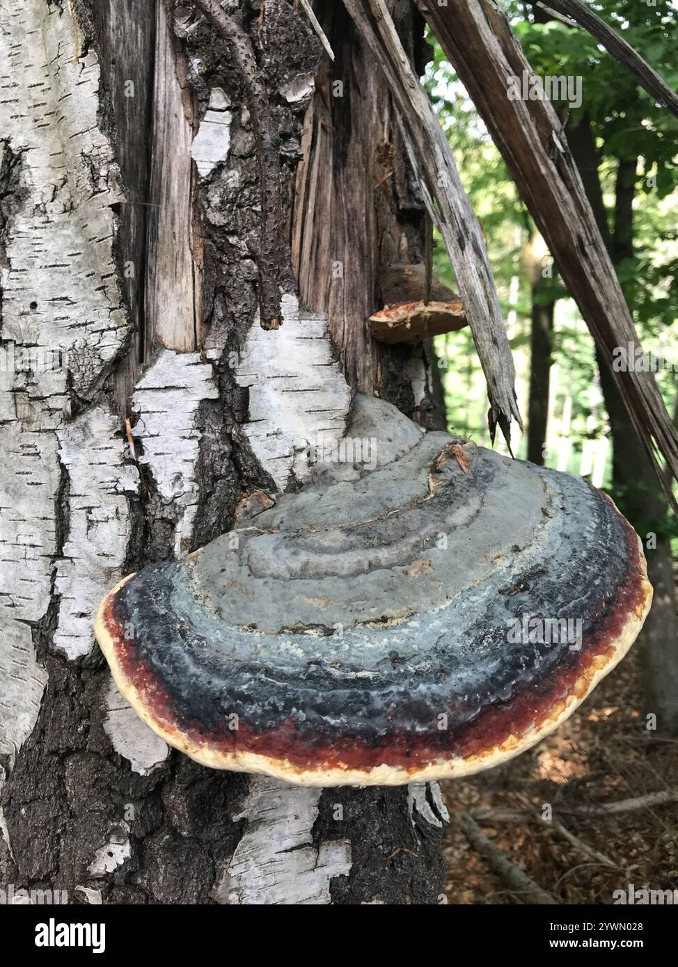 Red-banded Polypore (Fomitopsis pinicola Stock Photo - Alamy