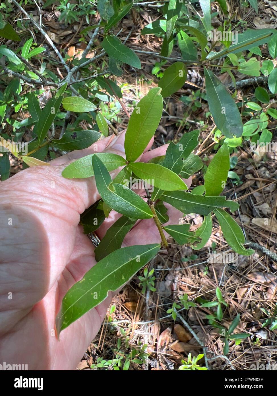 Darlington Oak (Quercus hemisphaerica Stock Photo - Alamy