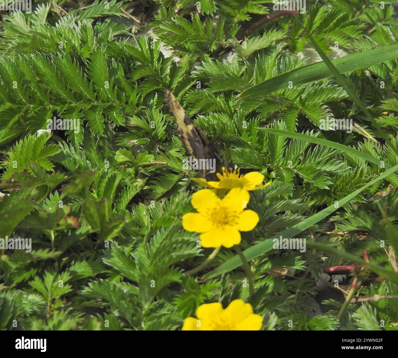 common silverweed (Argentina anserina Stock Photo - Alamy