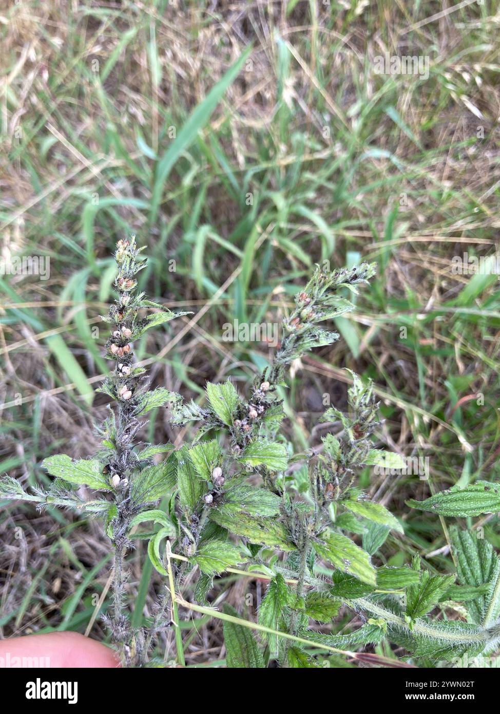 Soft-hair Marbleseed (Lithospermum bejariense Stock Photo - Alamy