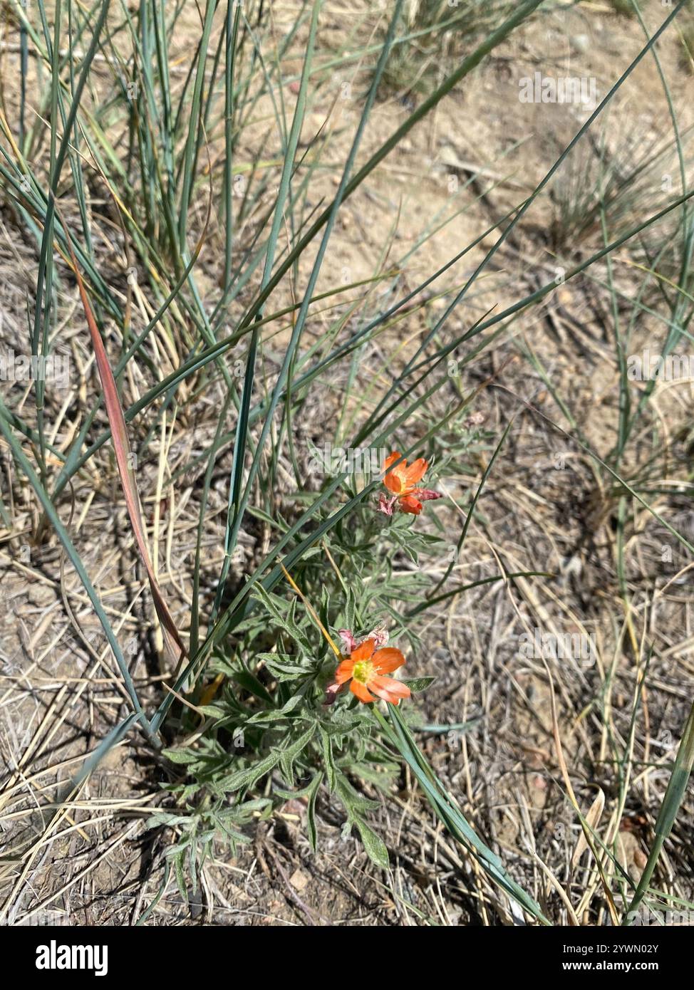 Scarlet Globemallow (Sphaeralcea coccinea Stock Photo - Alamy