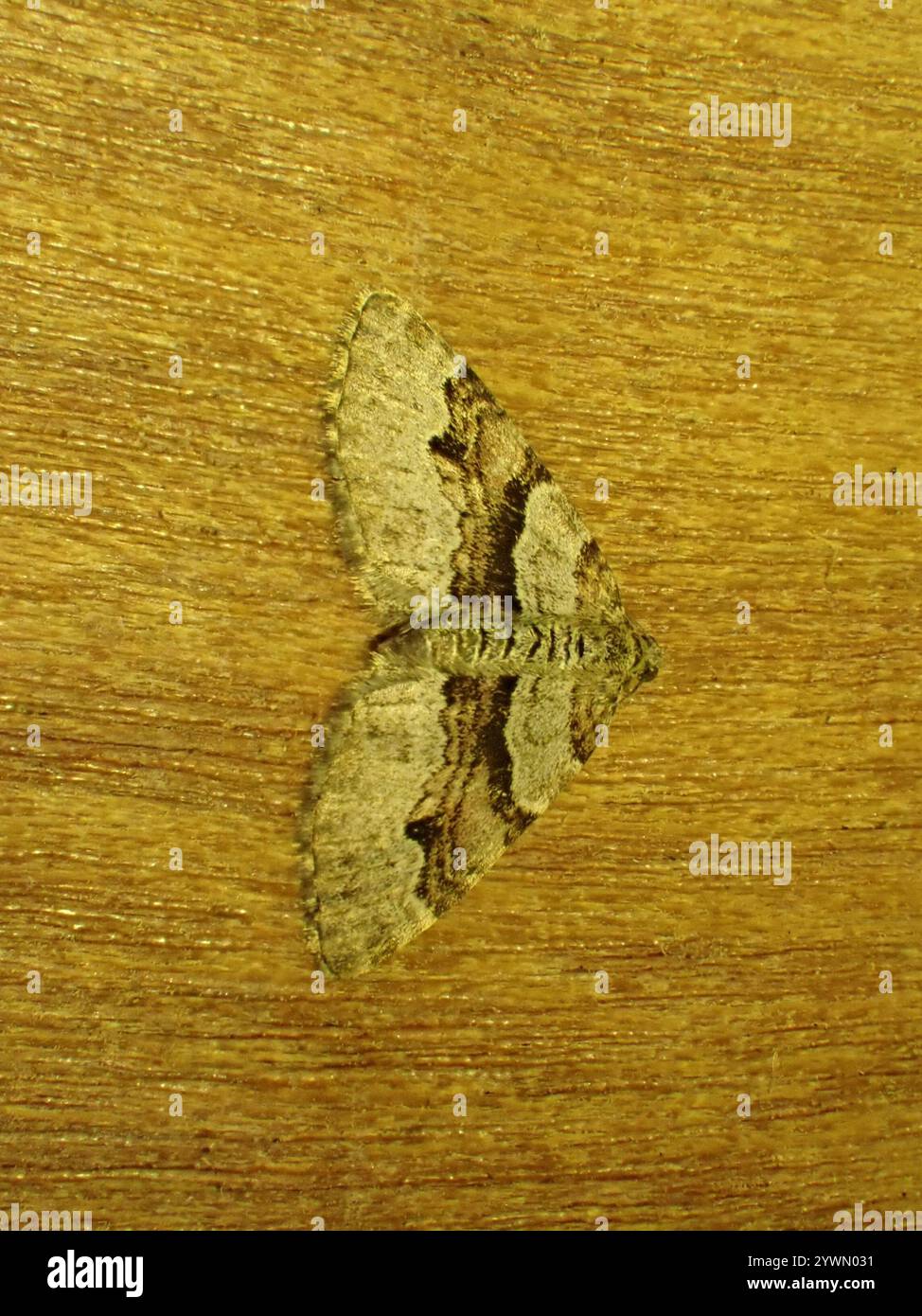 Flame Carpet (Xanthorhoe designata Stock Photo - Alamy