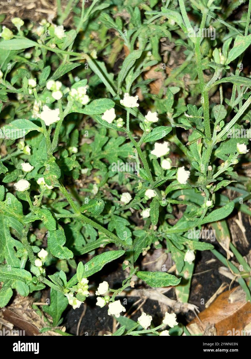 Santa Maria feverfew (Parthenium hysterophorus Stock Photo - Alamy