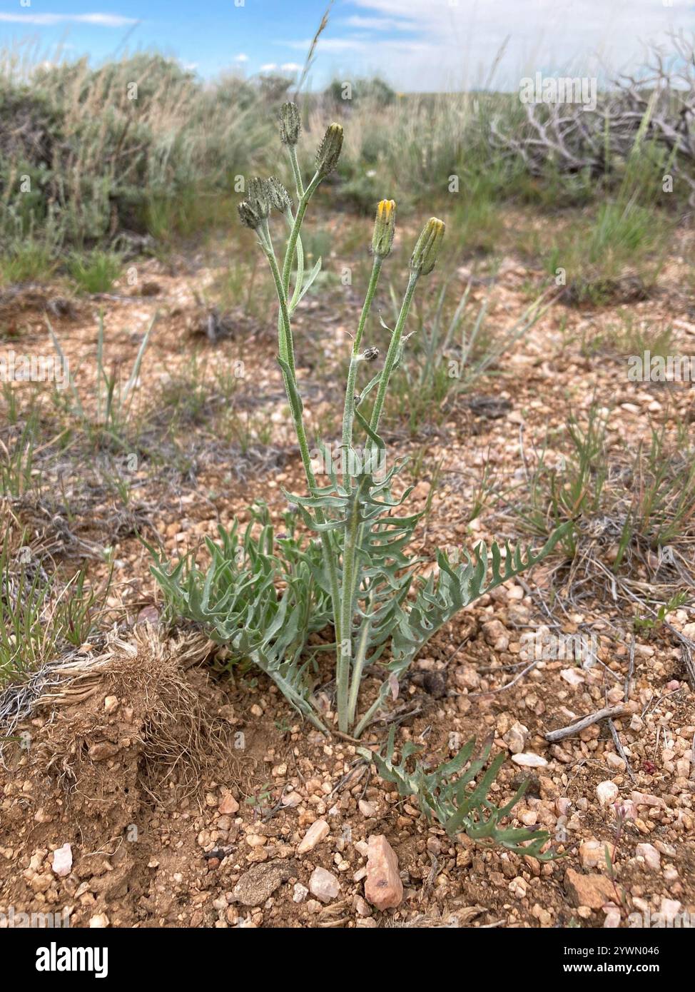 Modoc Hawksbeard (Crepis modocensis Stock Photo - Alamy