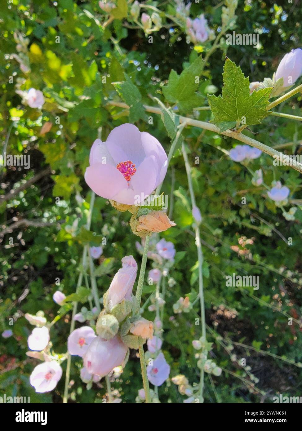 southern coastal bushmallow (Malacothamnus fasciculatus Stock Photo - Alamy