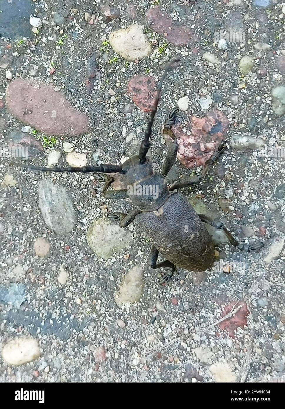 Weaver beetle (Lamia textor Stock Photo - Alamy