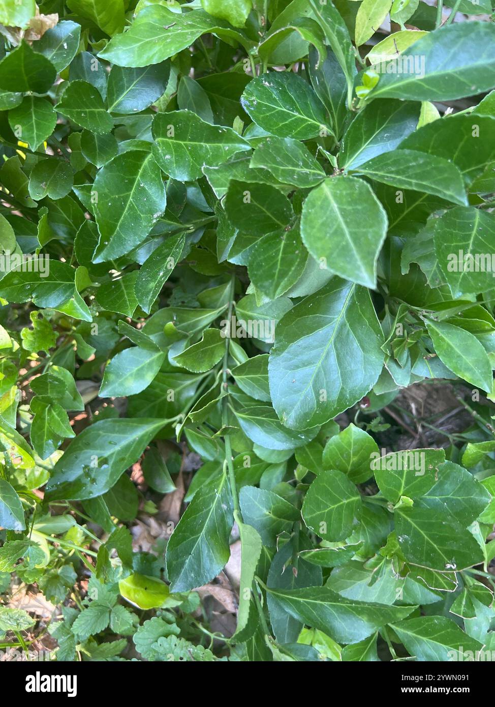bacterial crown gall (Agrobacterium radiobacter Stock Photo - Alamy